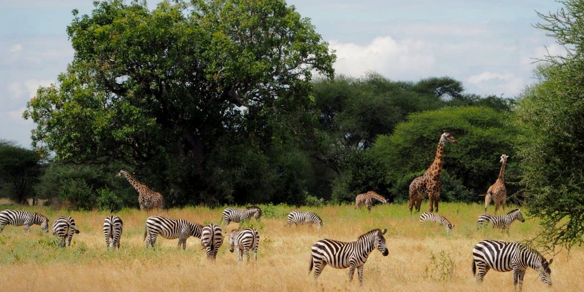 Putovanje Kenija najpovoljniji aranžmani i cijene za 2019/2020 | Jungle ...
