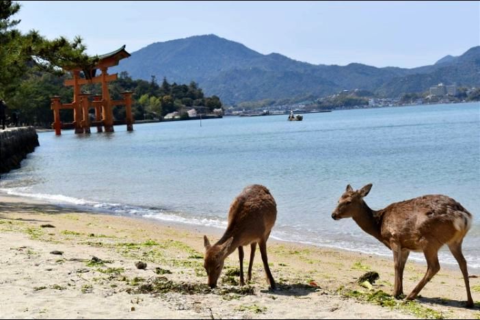 Putovanje Japan najpovoljniji aranžmani i cijene za 2019/2020 | Jungle ...